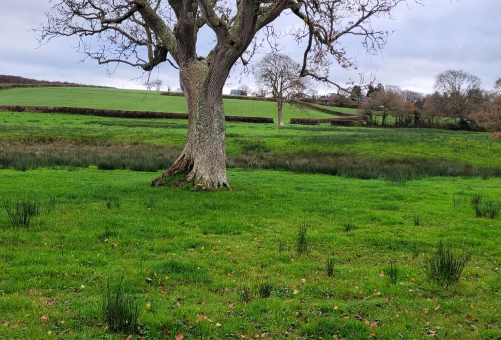 A Simple Guide to Biodiversity Units: What You Need to Know